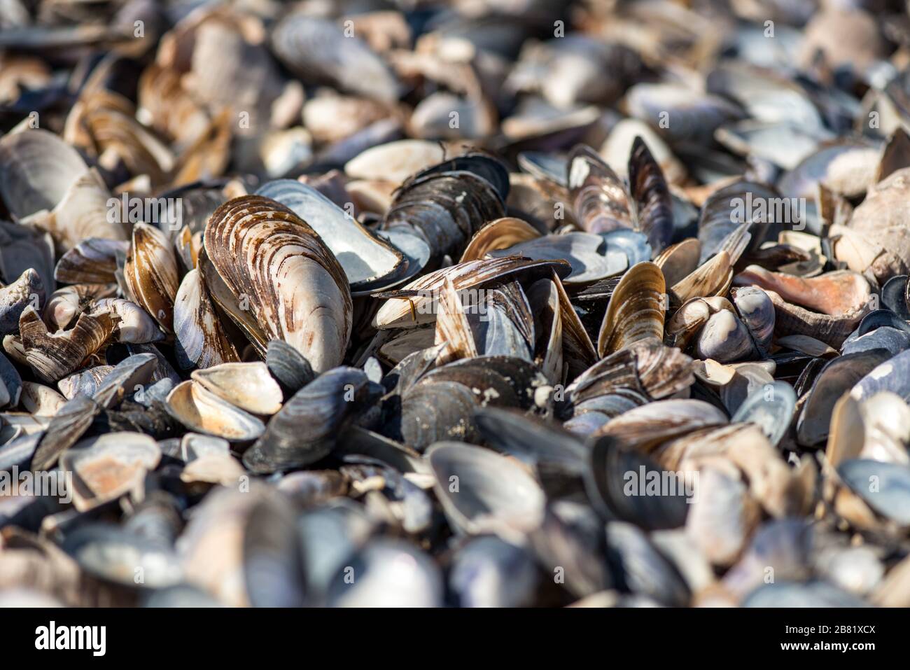 Shell on the beach Stock Photo - Alamy
