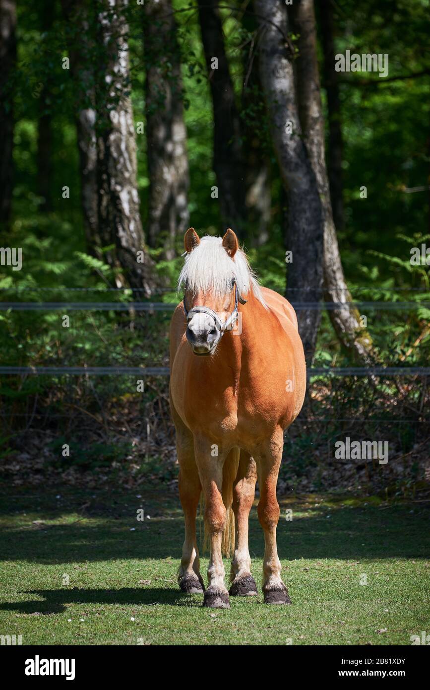 Red force one horse hi-res stock photography and images - Alamy