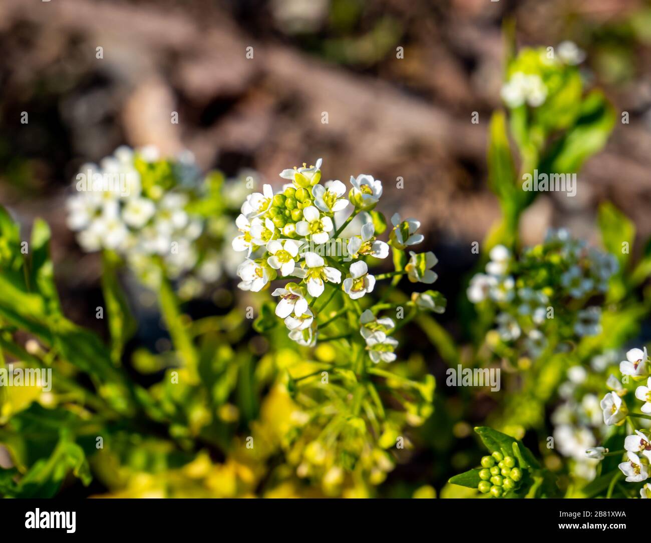 Turkish cress hi-res stock photography and images - Alamy