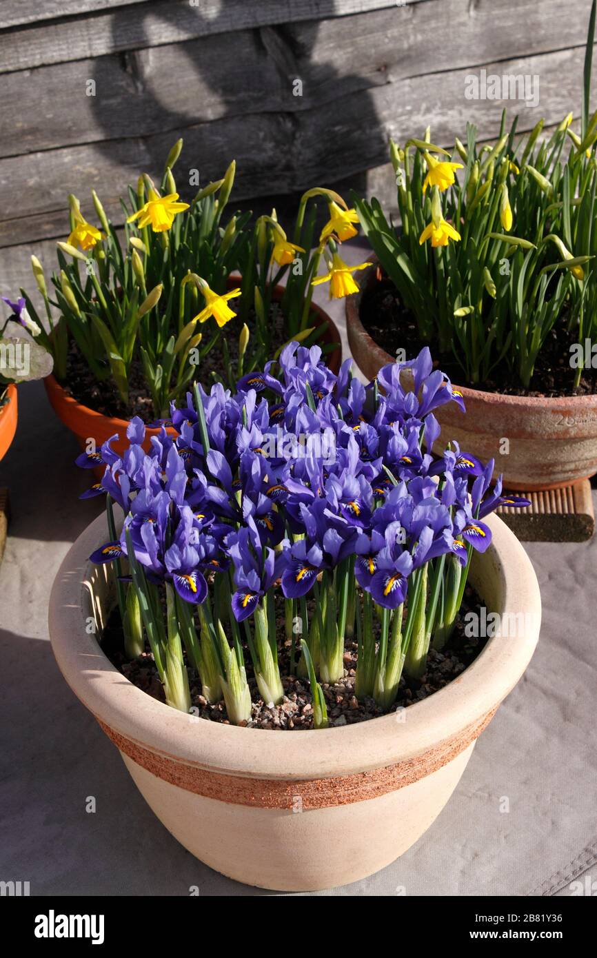 Iris reticulata sunshine hi-res stock photography and images - Alamy