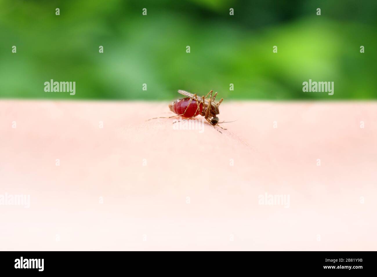 Mosquito, Mosquito sucking blood red close up (Selective focus Stock ...