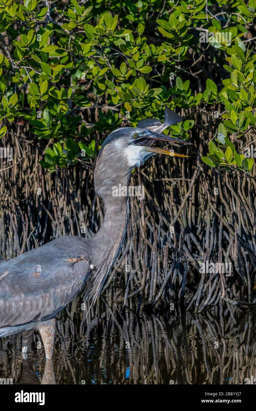 Great blue heron eating fish hi-res stock photography and images - Alamy