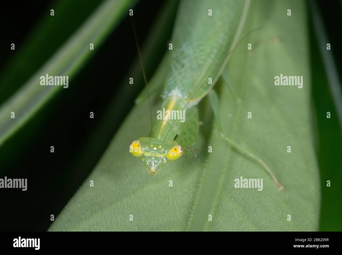 Macro Photography of Praying Mantis Camouflage on Green Leaf Stock ...