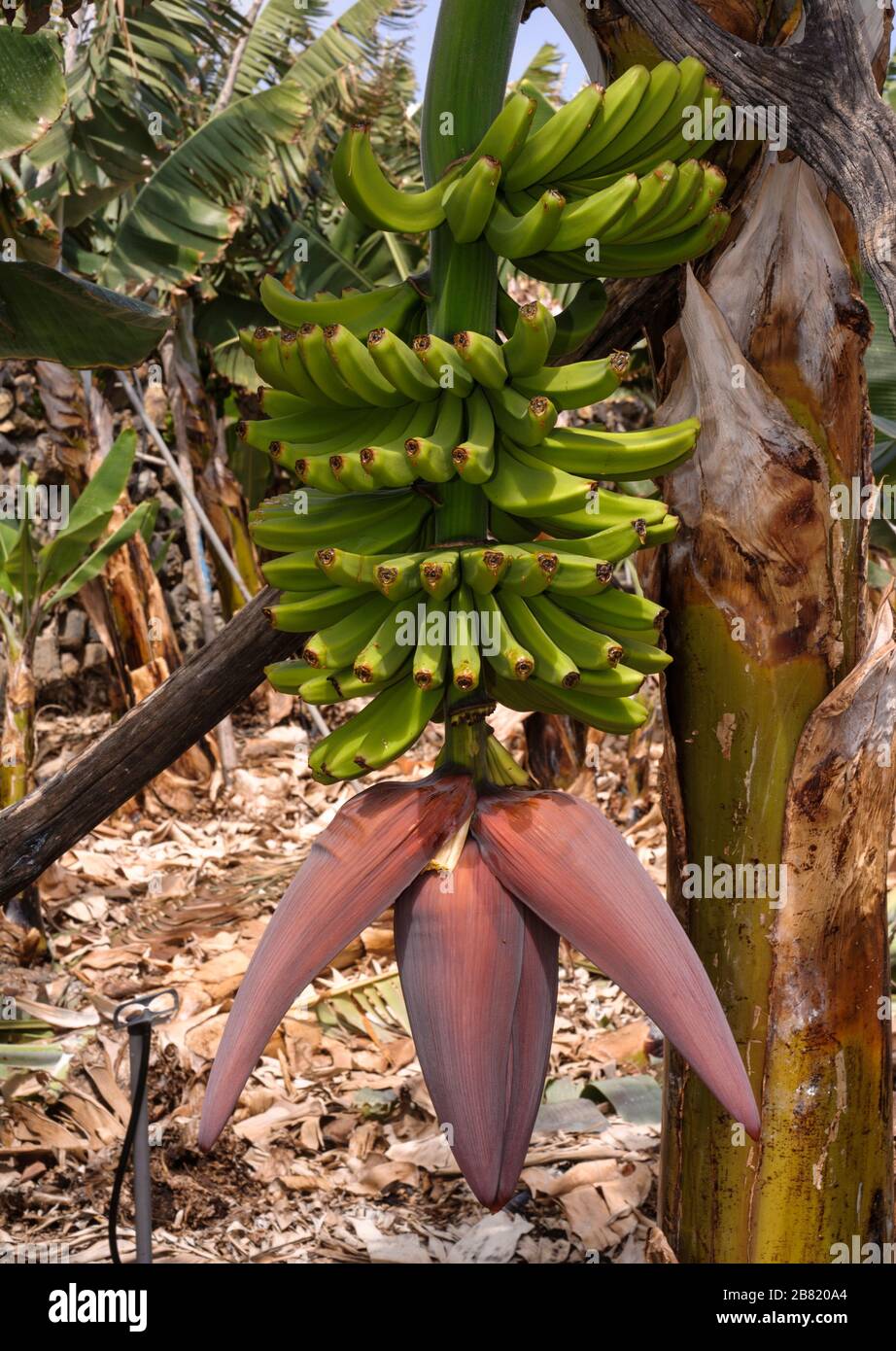 Musa acuminata hi-res stock photography and images - Alamy