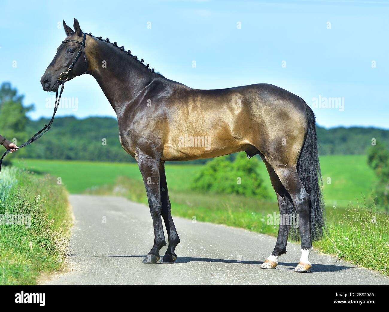 Exterior photo of buckskin akhal teke stallion in a field. Equestrian ...
