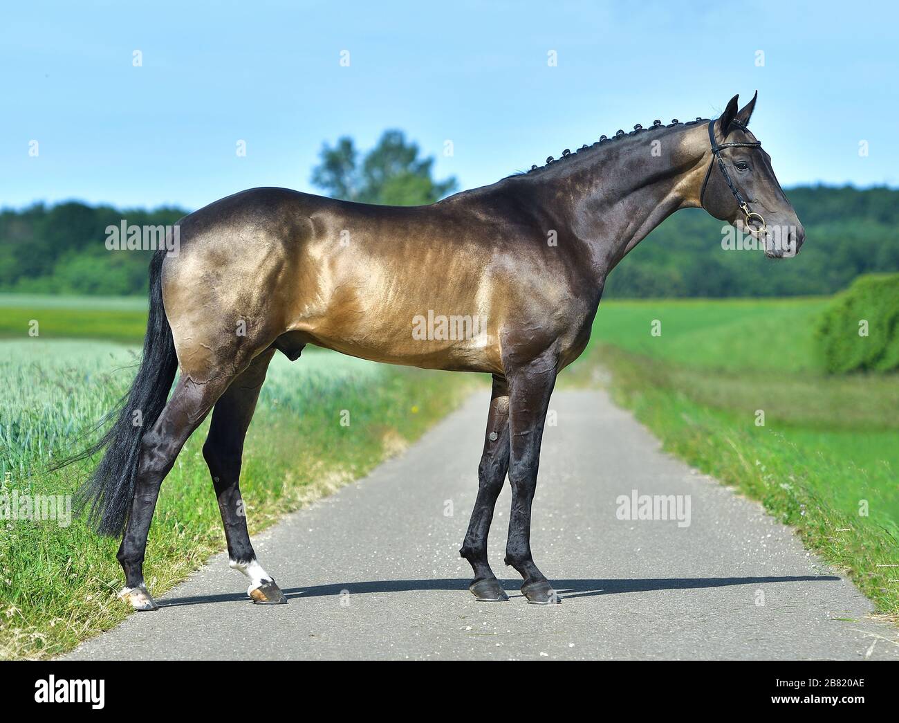 Exterior photo of buckskin akhal teke stallion in a field. Equestrian ...
