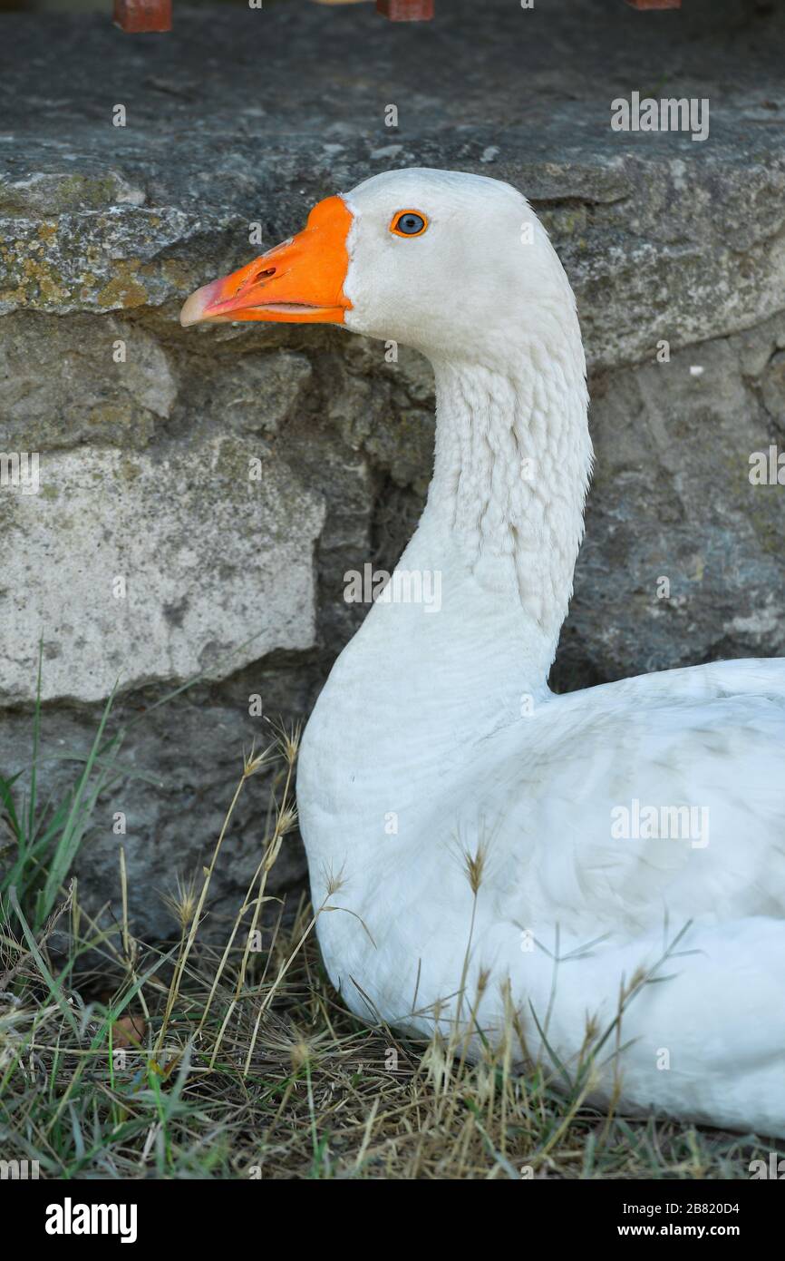 White goose with blue eyes sitting on the grass in the shadow near grey ...