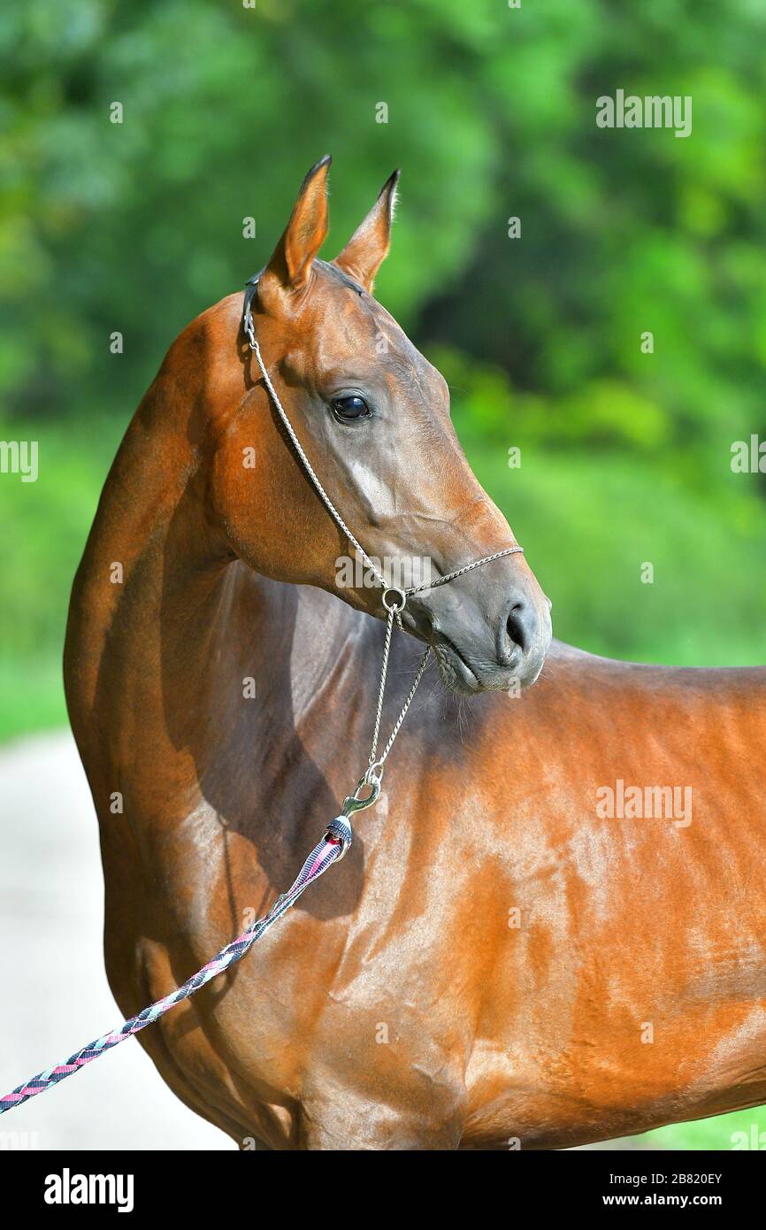 Stallion standing hi-res stock photography and images - Alamy