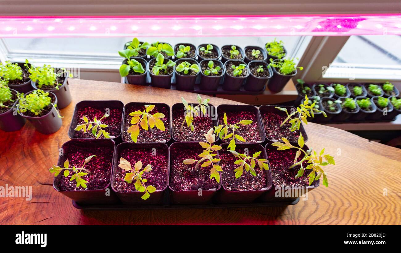Growing seedlings indoors under a full spectrum led growing light ...