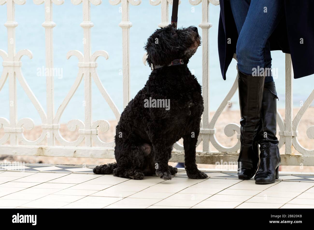 Cockapoo girl hi-res stock photography and images - Alamy
