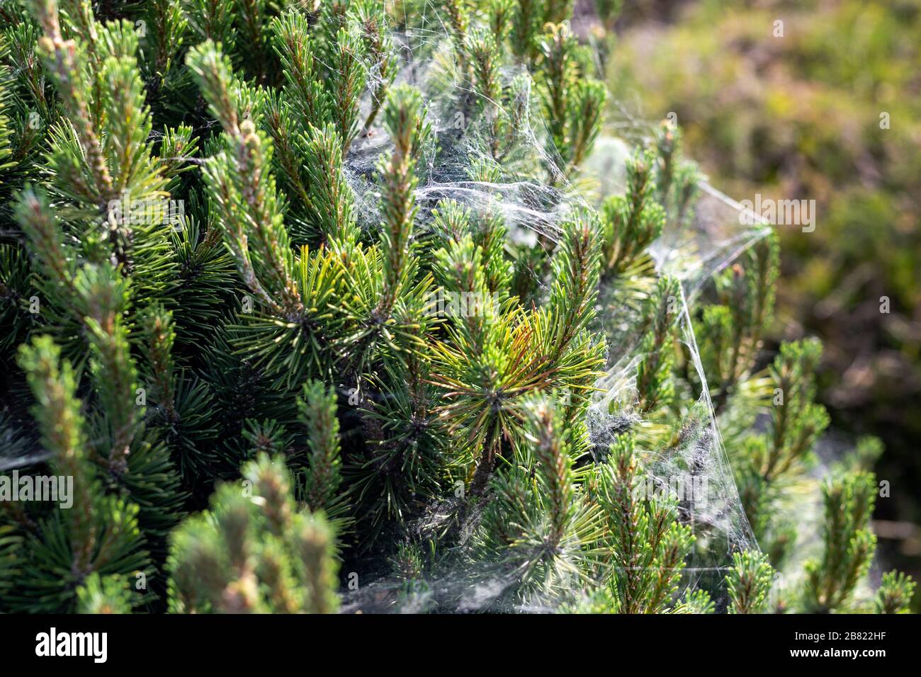 Spiderweb covered tree hi-res stock photography and images - Alamy