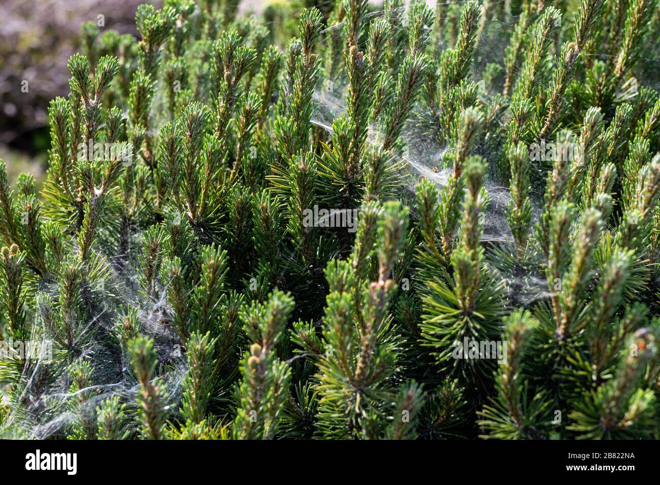 Covered with spider net hi-res stock photography and images - Alamy