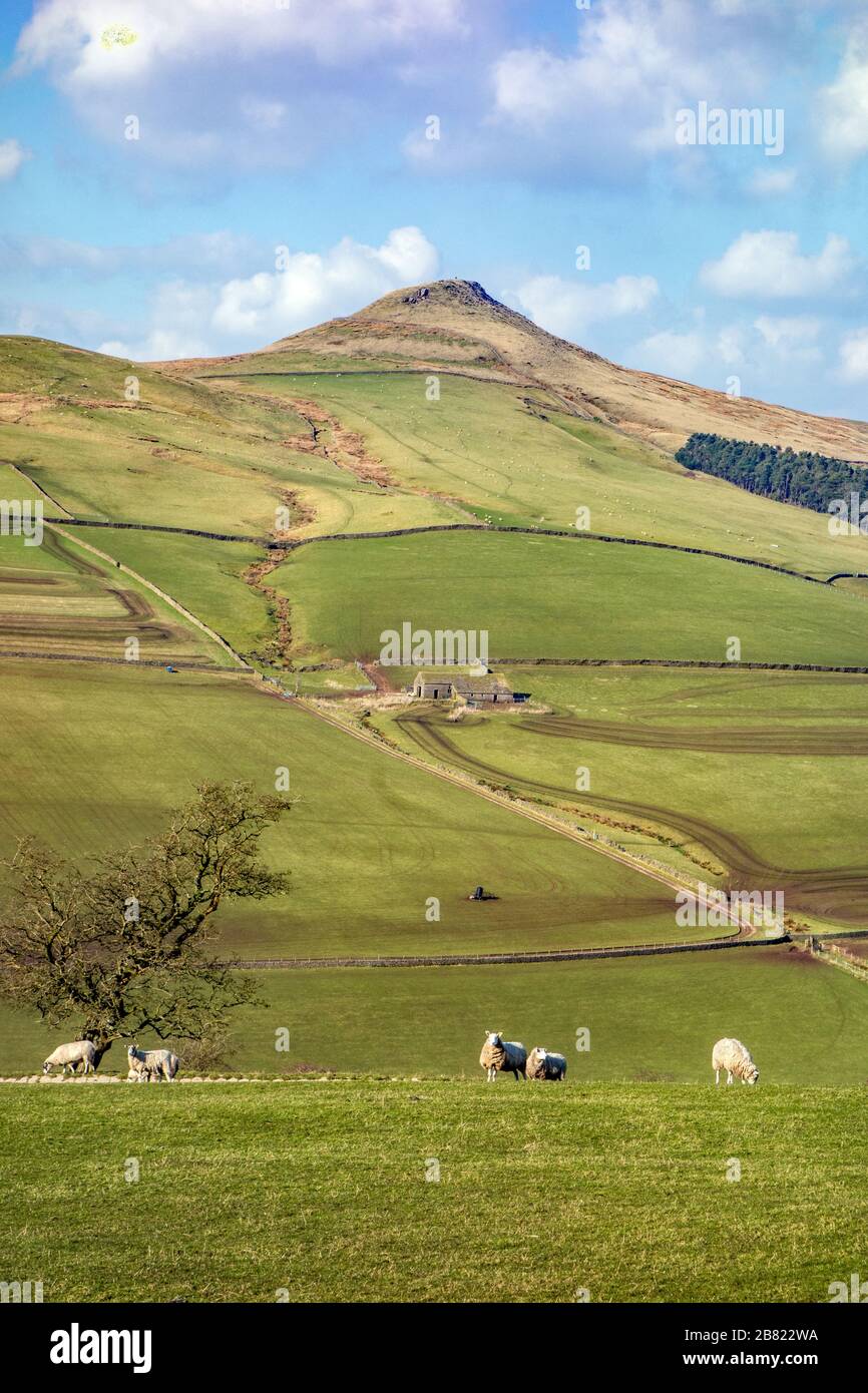 Sheep grazing bellow Shutlingsloe hill near the village of ...