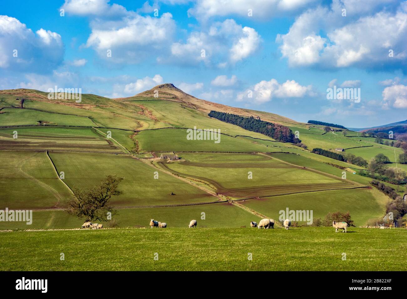 Sheep grazing bellow Shutlingsloe hill near the village of ...