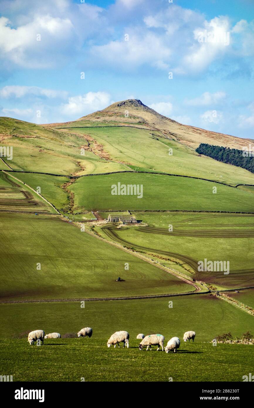 Sheep grazing bellow Shutlingsloe hill near the village of ...