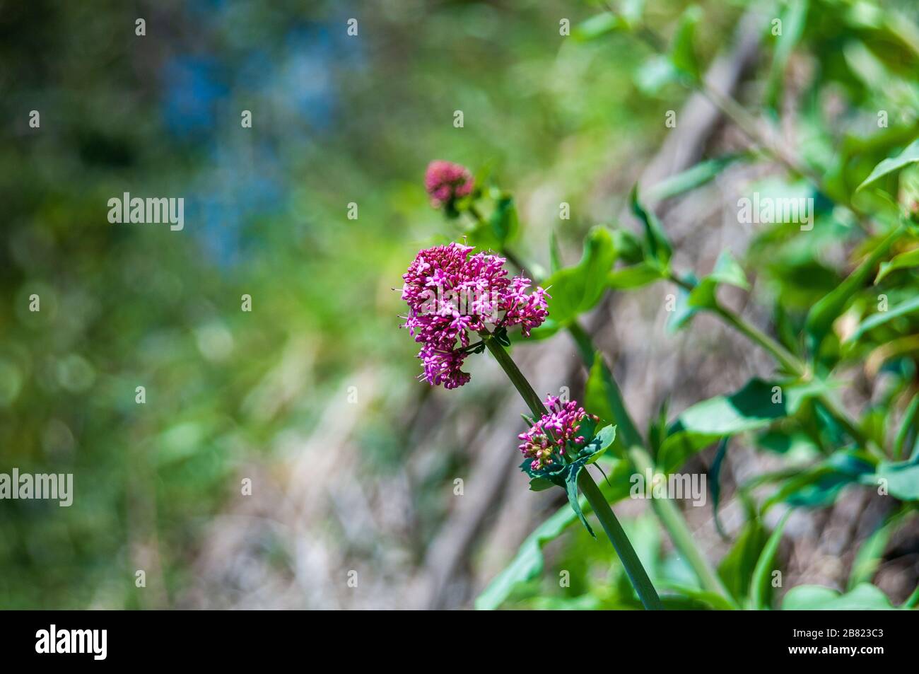 Flowers bloom in early spring in Tuscany Stock Photo - Alamy