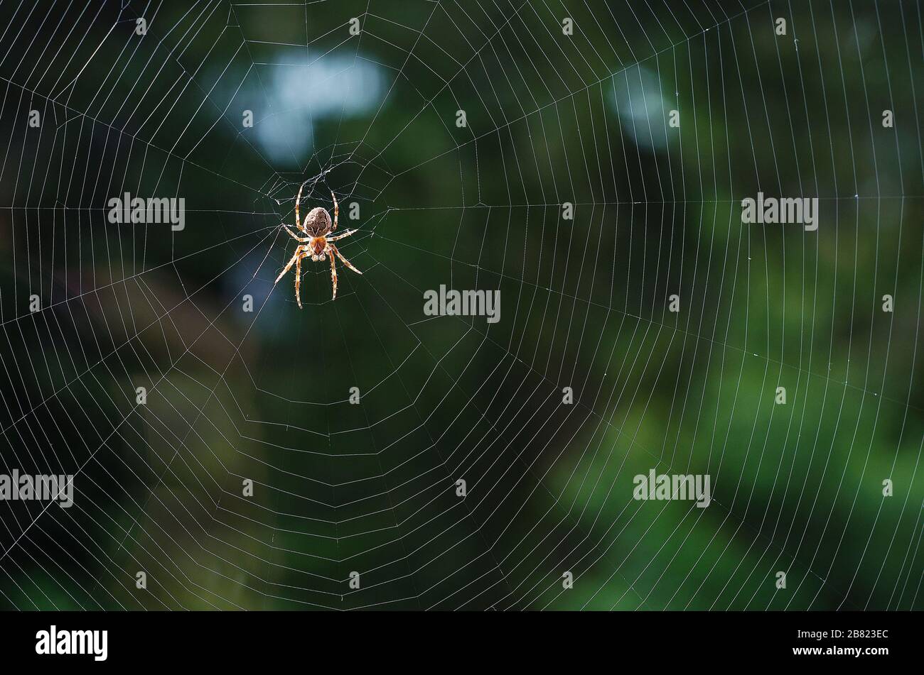 Spider on the cobweb hi-res stock photography and images - Alamy