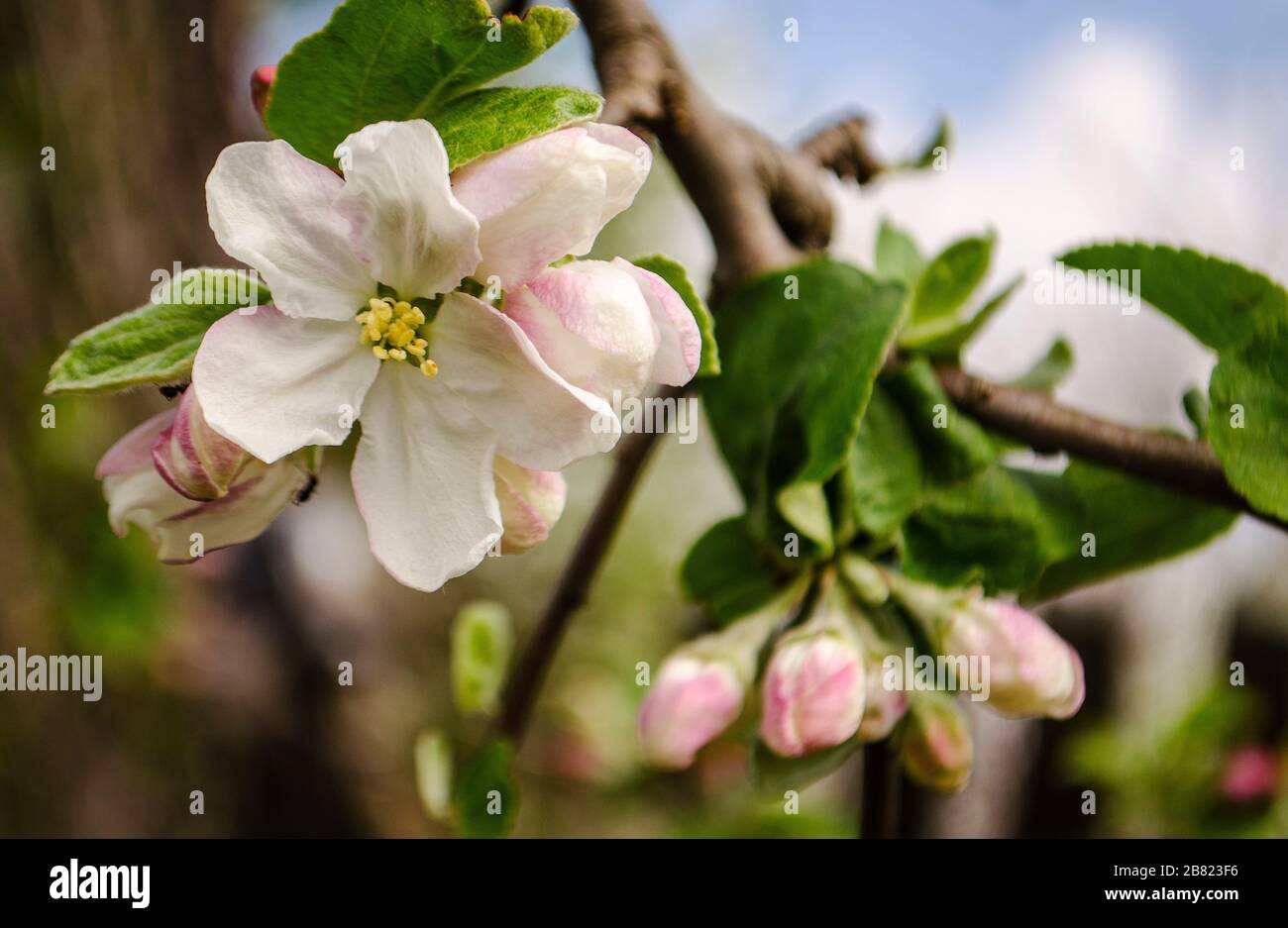 Ornamental design with fruit and flowers hi-res stock photography and ...
