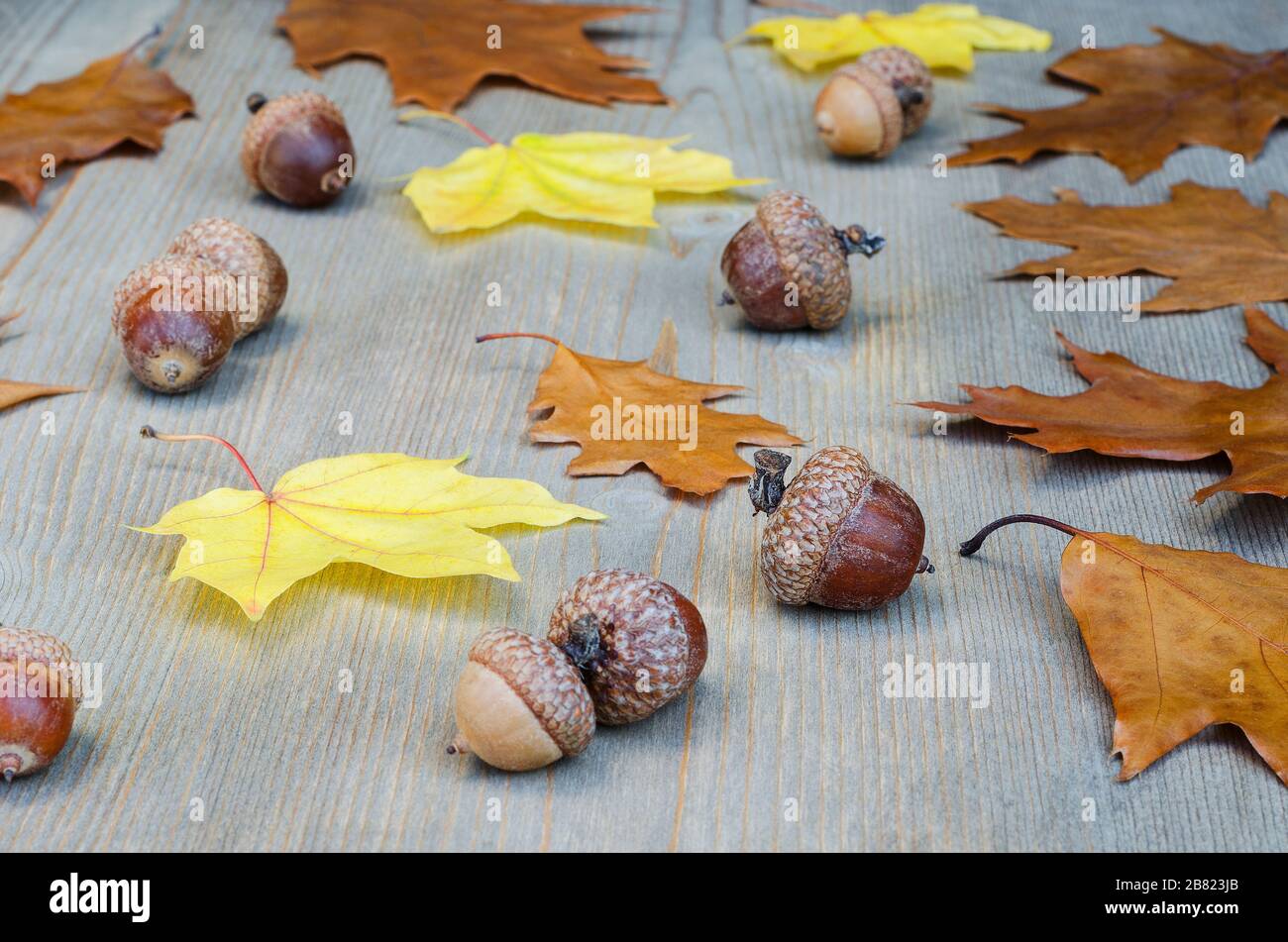 Old oak tree acorns hi-res stock photography and images - Alamy