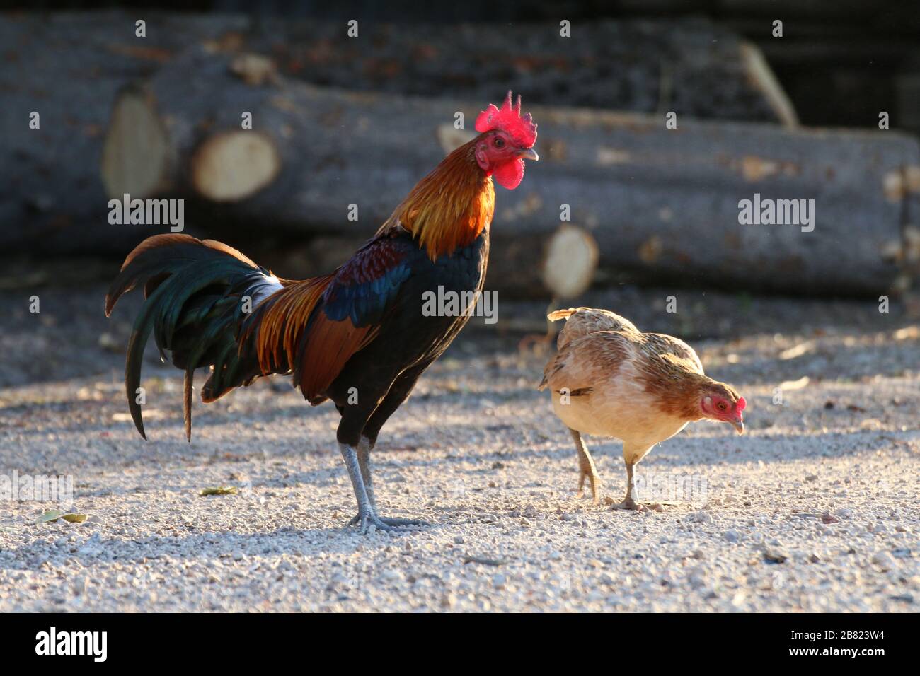 Cock, Rooster Asia and broody Hen Family, Fighting cock, Gamecock in ...