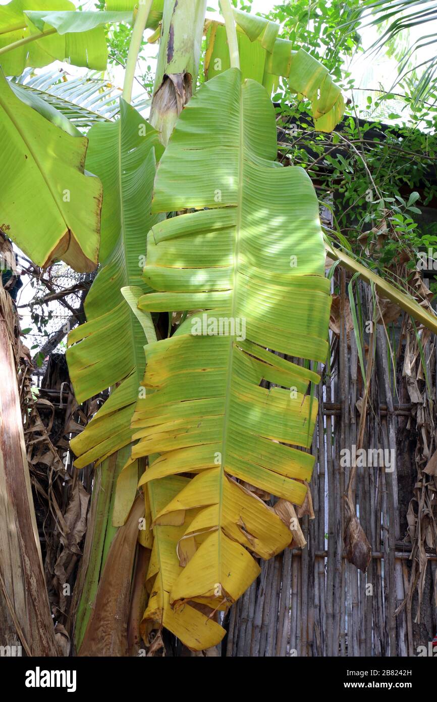 banana leaves on tree banana, dry banana leaves Stock Photo - Alamy