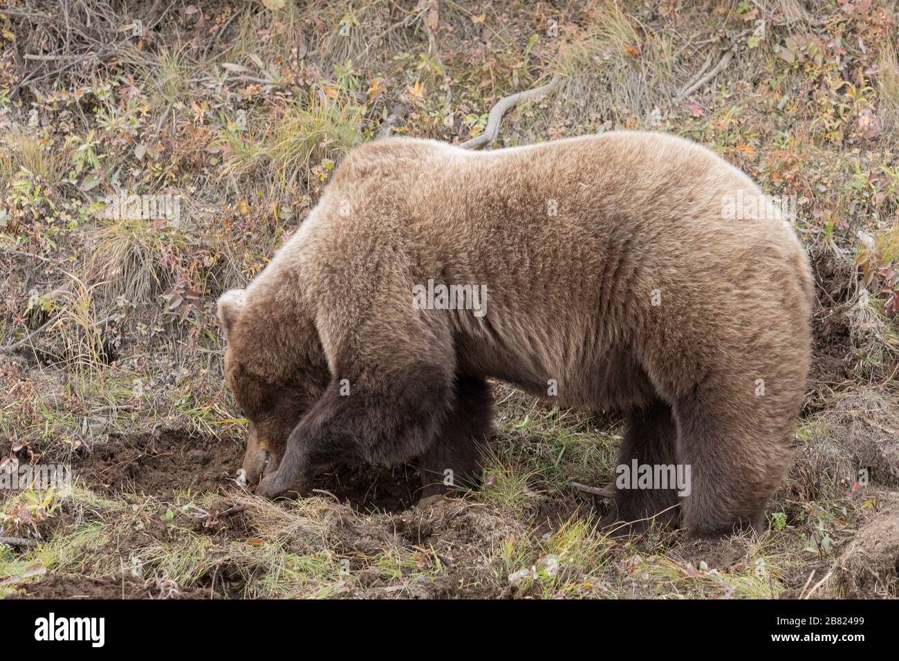 Grizzly Bear in Fall in Denali National Park Alaska Stock Photo - Alamy