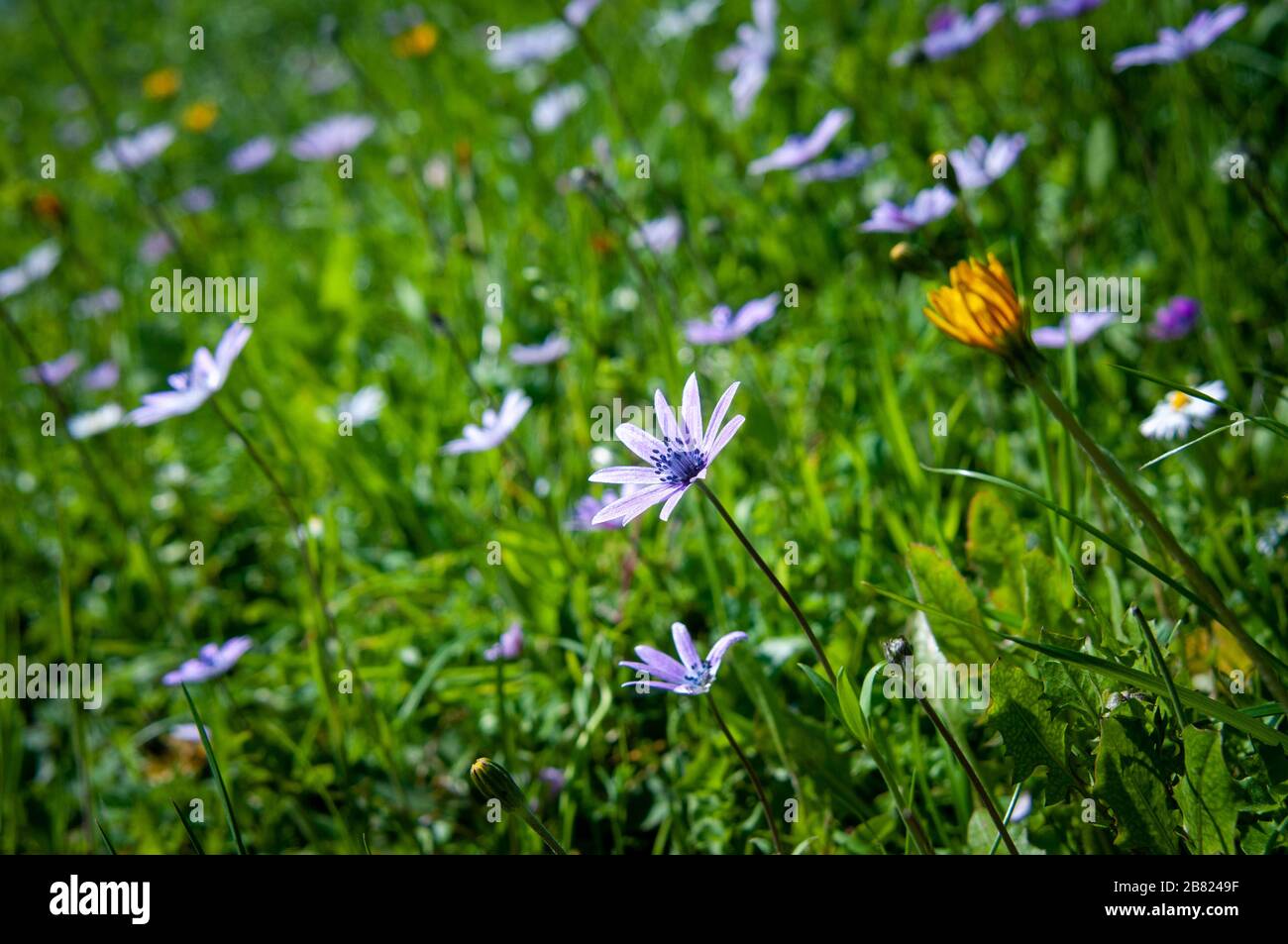Blooms in midsummer hi-res stock photography and images - Alamy