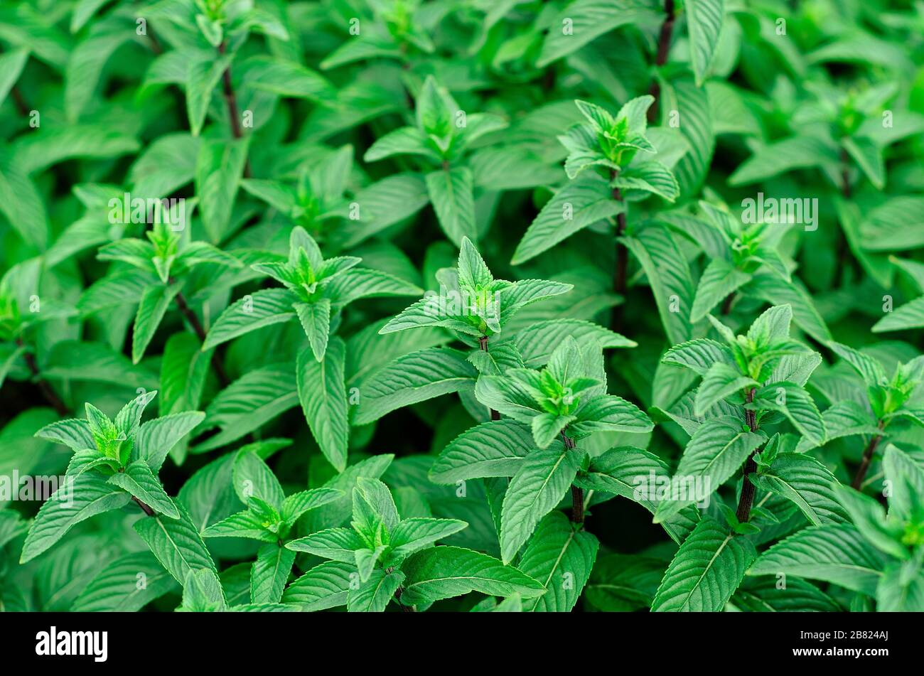 fresh green peppermint Stock Photo - Alamy