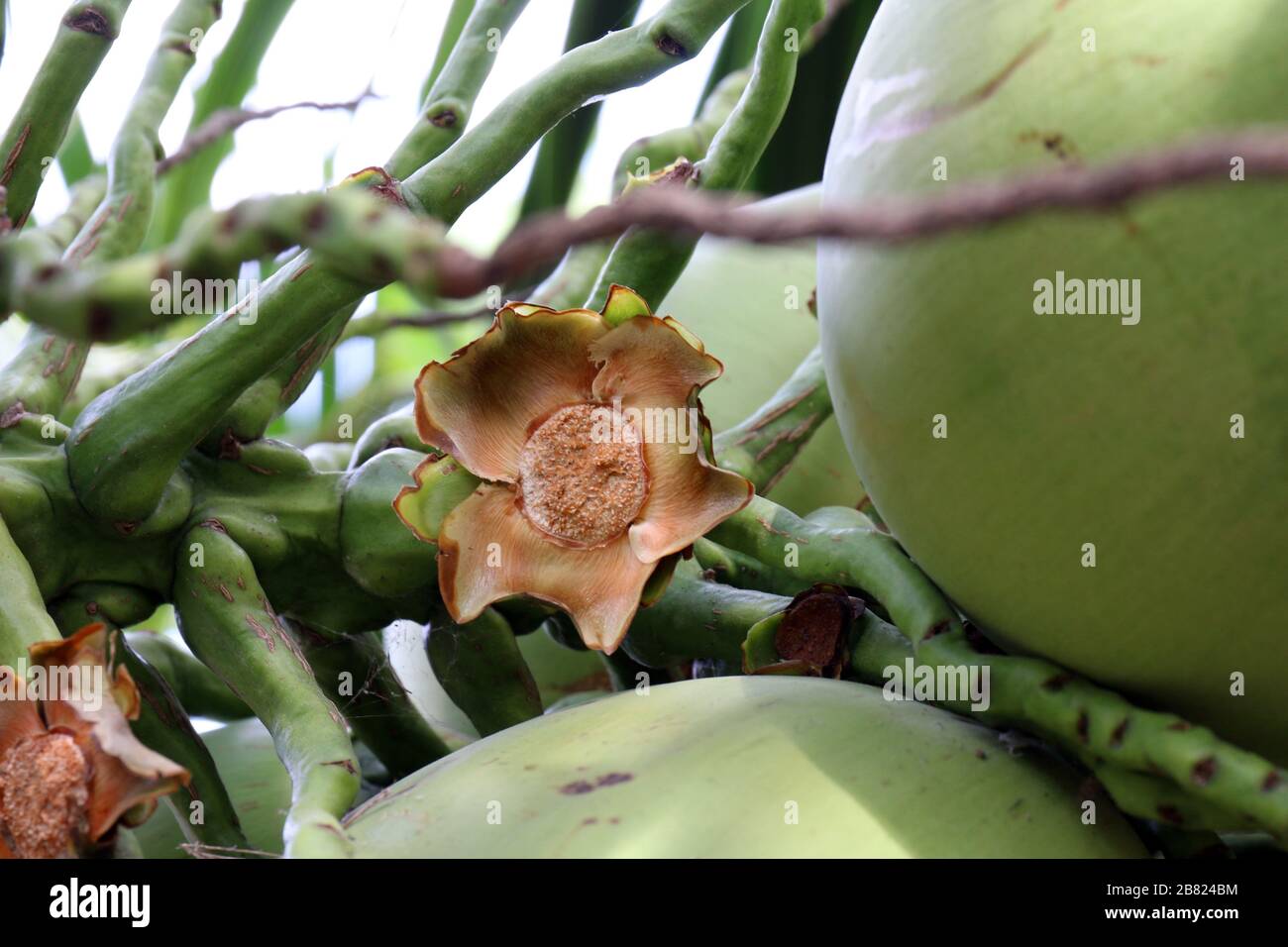 Coconut pedicle, Green Coconut on Coconut trees, embryo bud of a ...