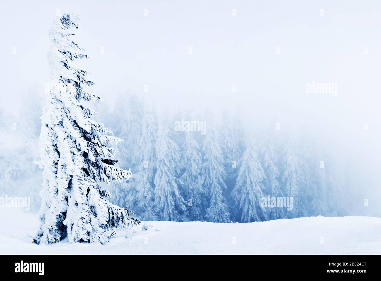 Beautiful snowy spruce trees inclined from gravity stand in the middle ...