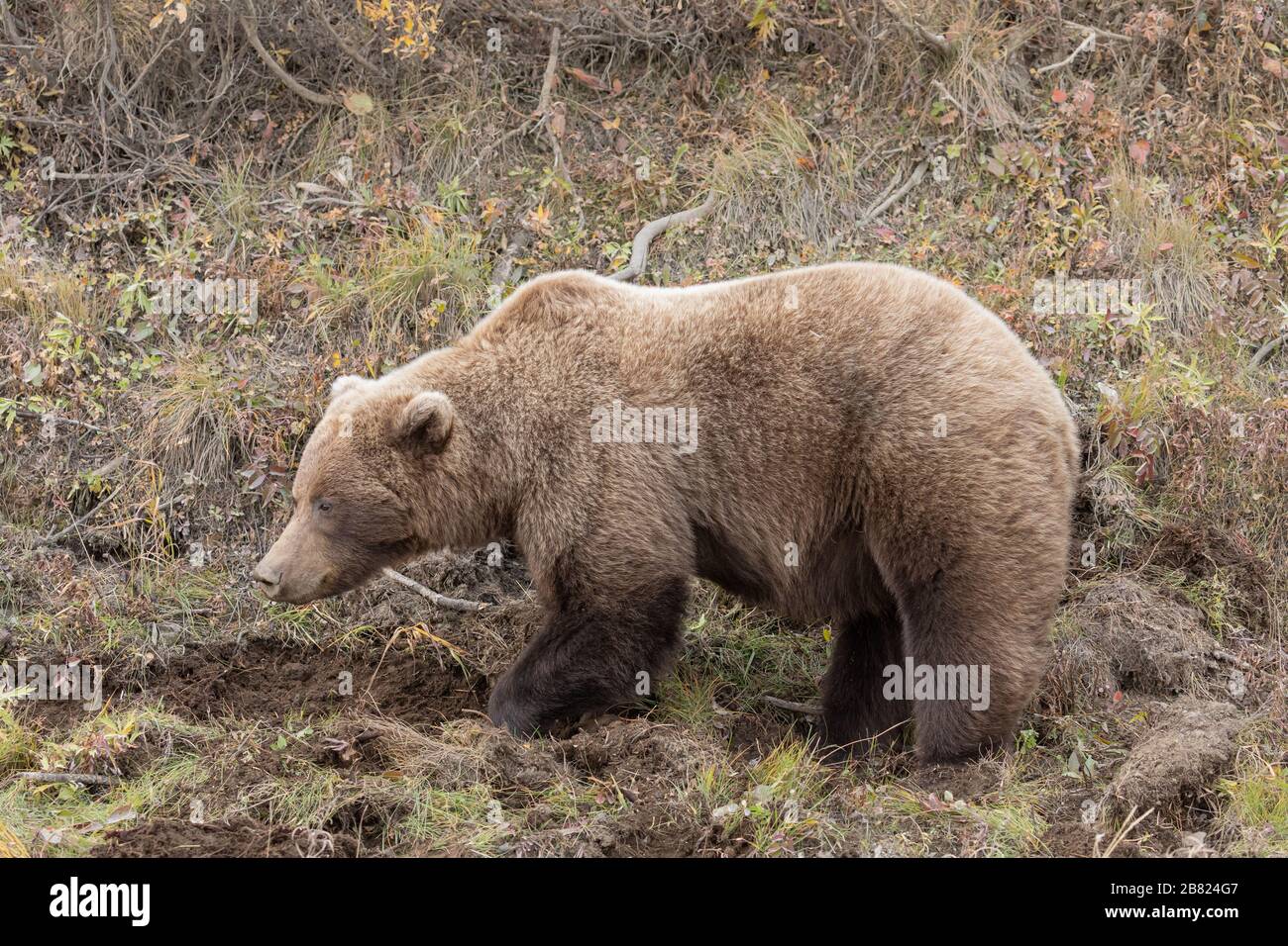 Grizzly Bear in Fall in Denali National Park Alaska Stock Photo - Alamy