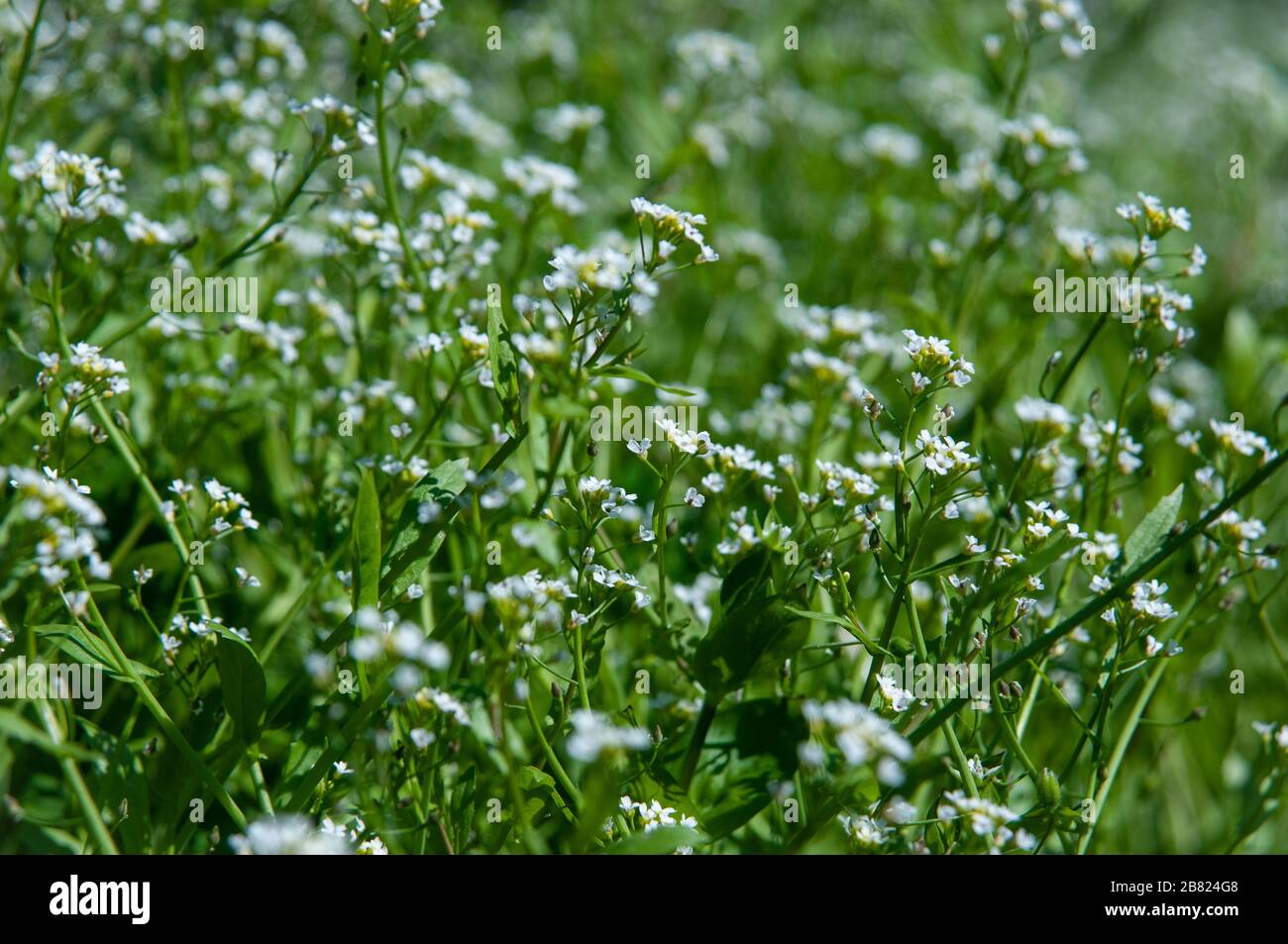 White little perennial flowers hi-res stock photography and images - Alamy
