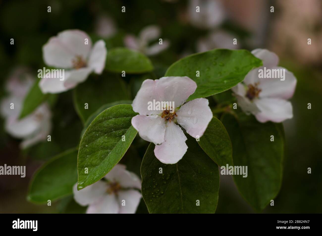 White jasmine flower after rain hi-res stock photography and images - Alamy