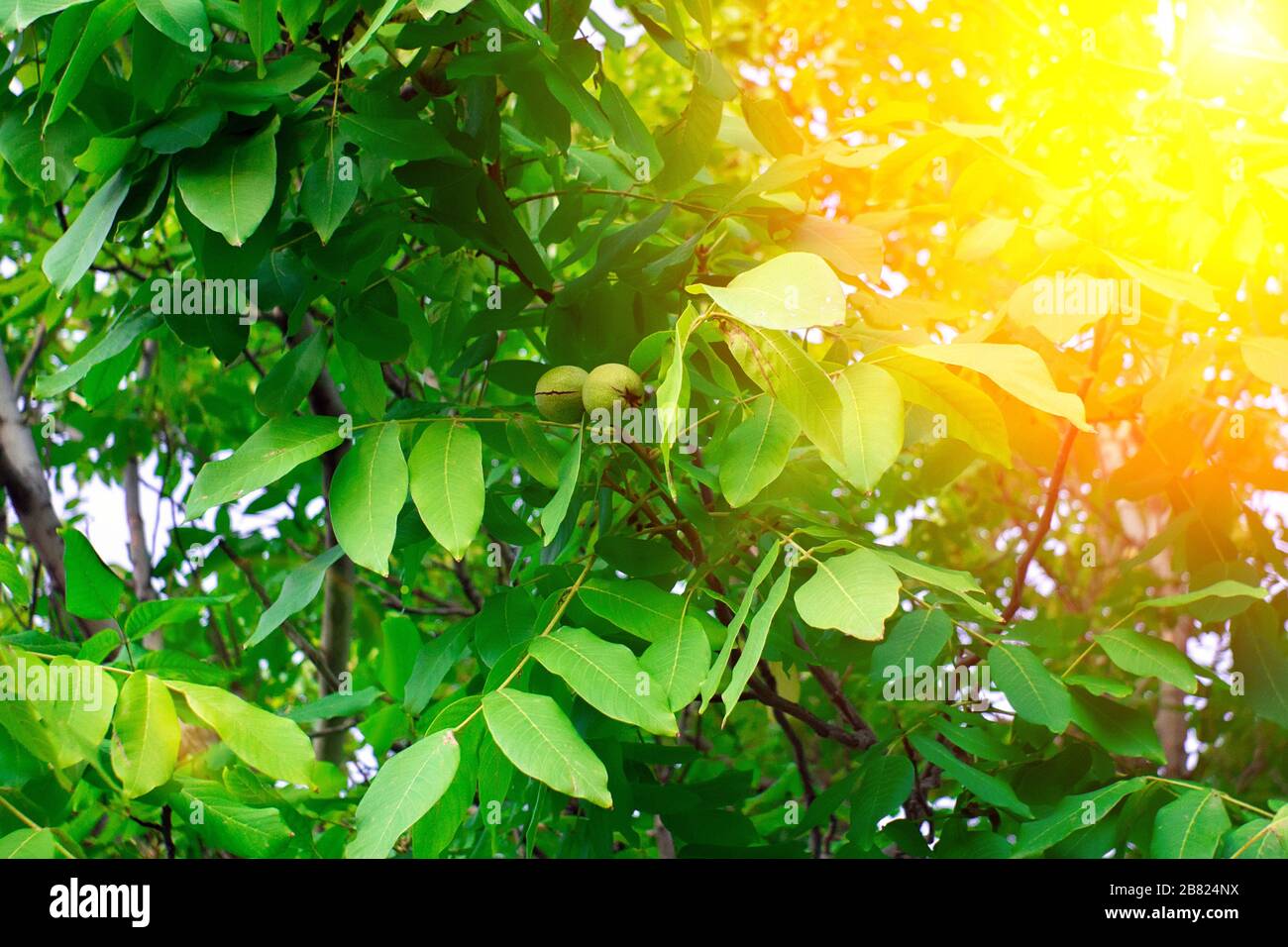 walnuts on the tree at sunset. Tree of walnuts. Green leaves background ...