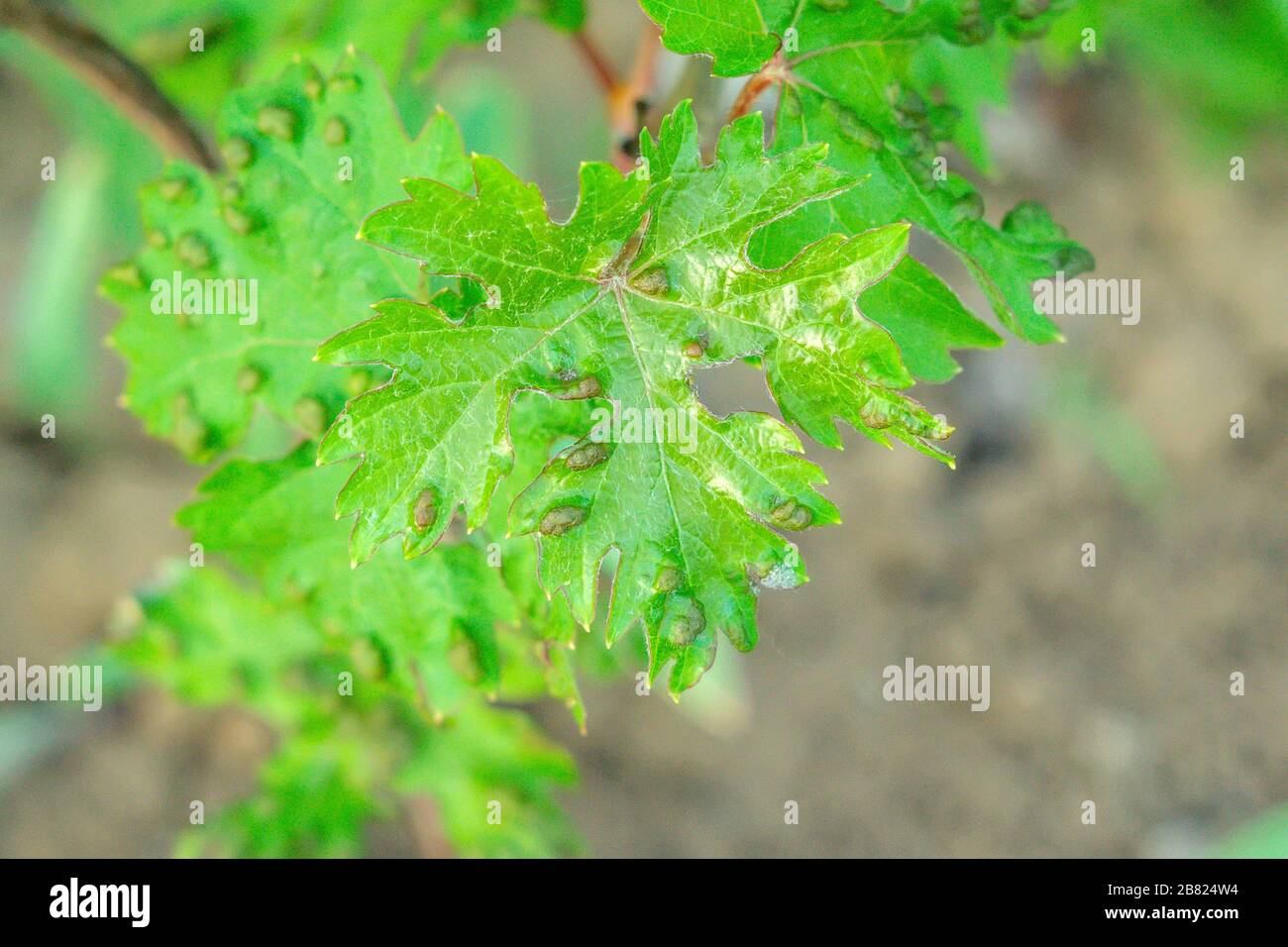 grape leaves disease infected vineyard grape plant disease Stock Photo ...