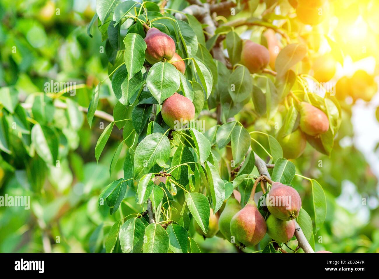 pears weigh on a pear tree, twigs and leaves. Healthy Organic Pears ...
