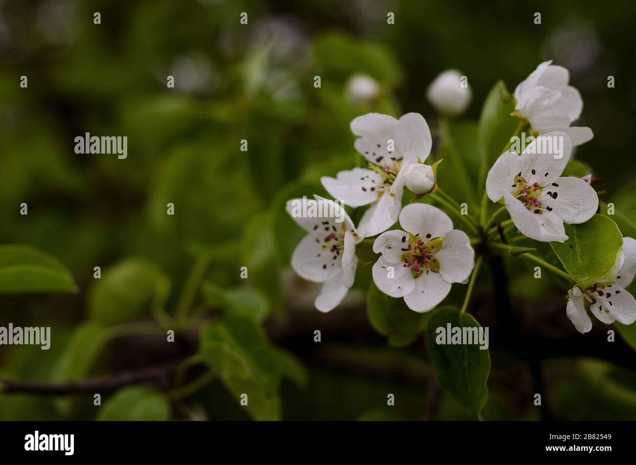 Flower pear hi-res stock photography and images - Alamy