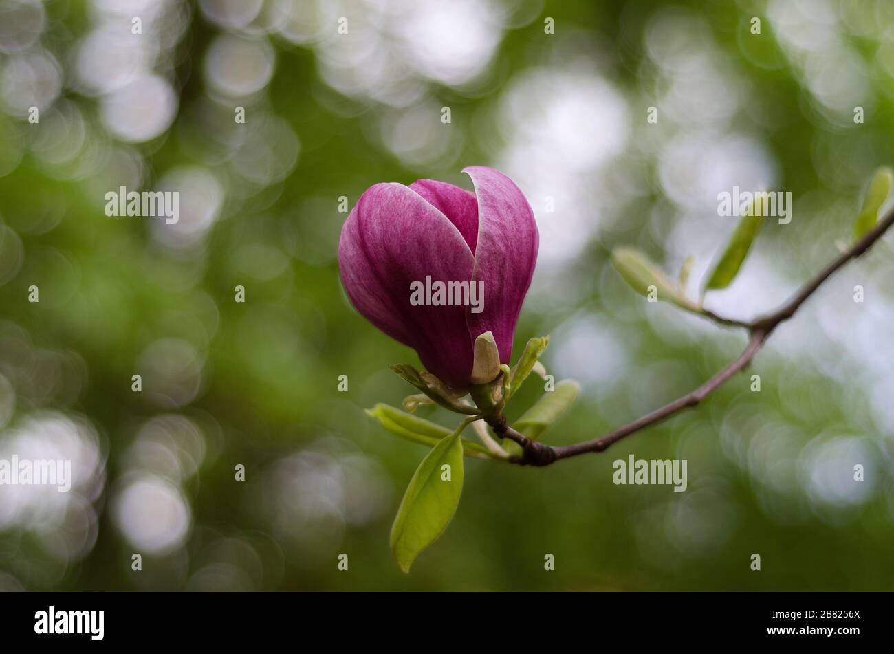 pink magnolia flower closeup 3 Stock Photo - Alamy
