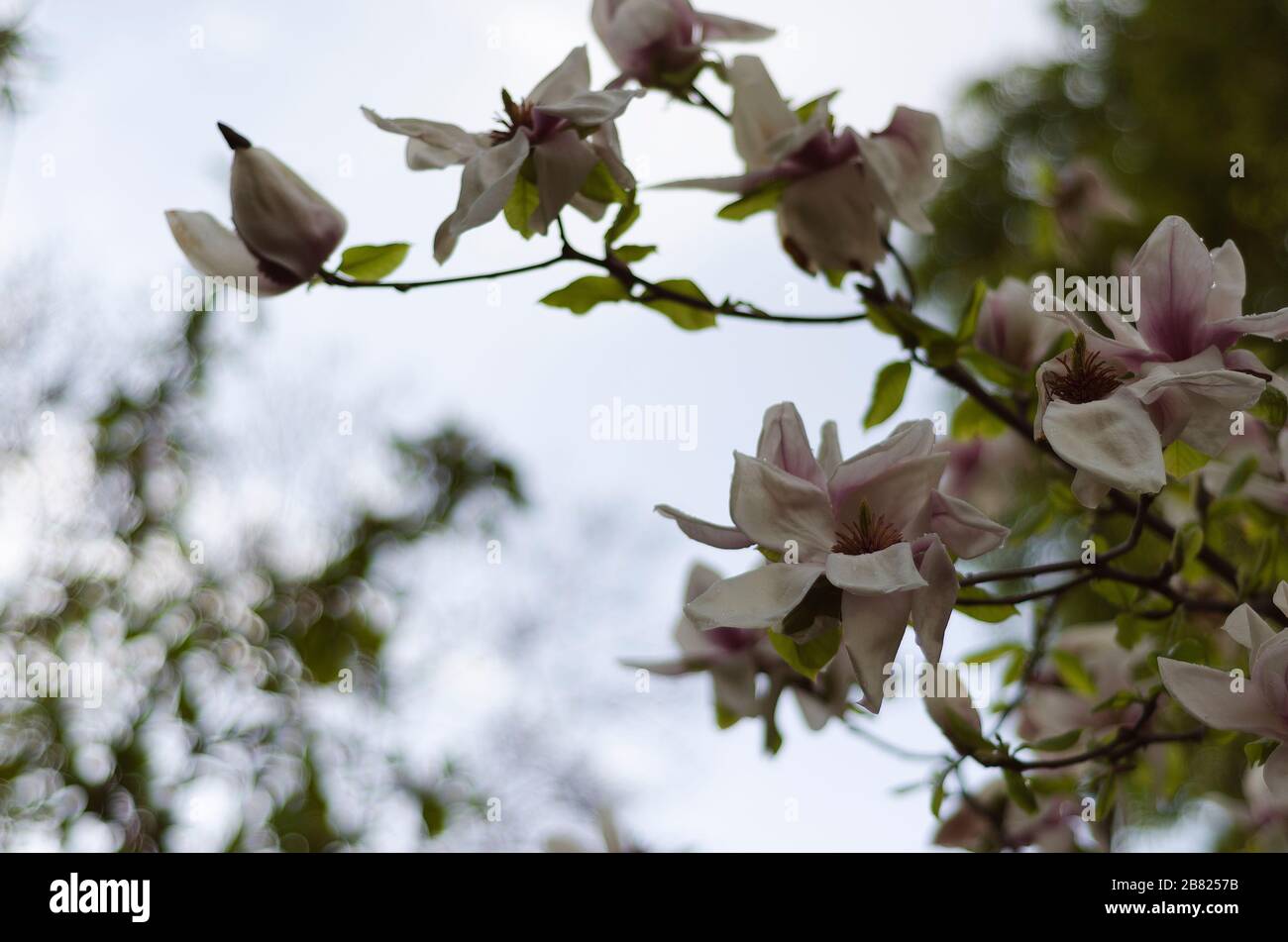 6 petals flower hi-res stock photography and images - Alamy