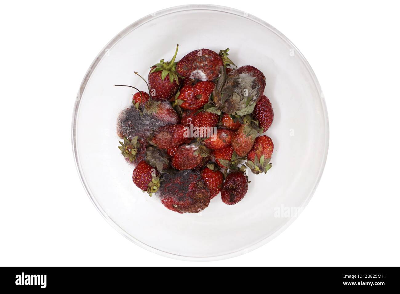 Strawberry rot, Rotten fruit, fruit moldy, Rotten fruit in a bowl ...