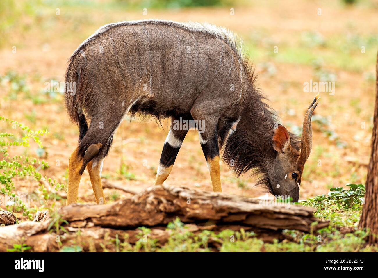 Nyala Bull grazing in the Kruger National Park, South Africa Stock ...