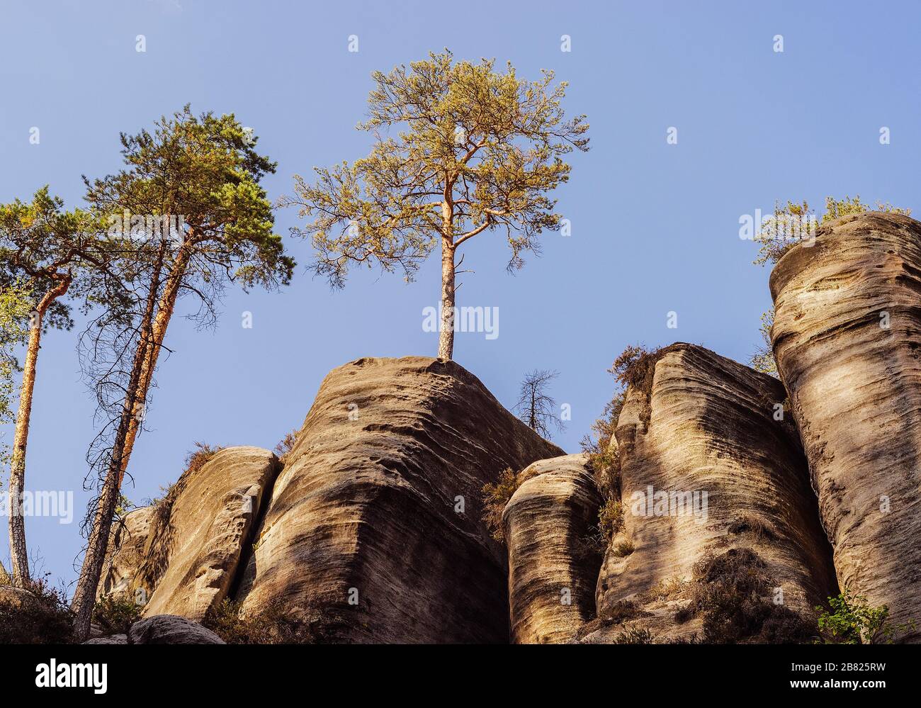 tree growing on a rock against the sky 2 Stock Photo - Alamy