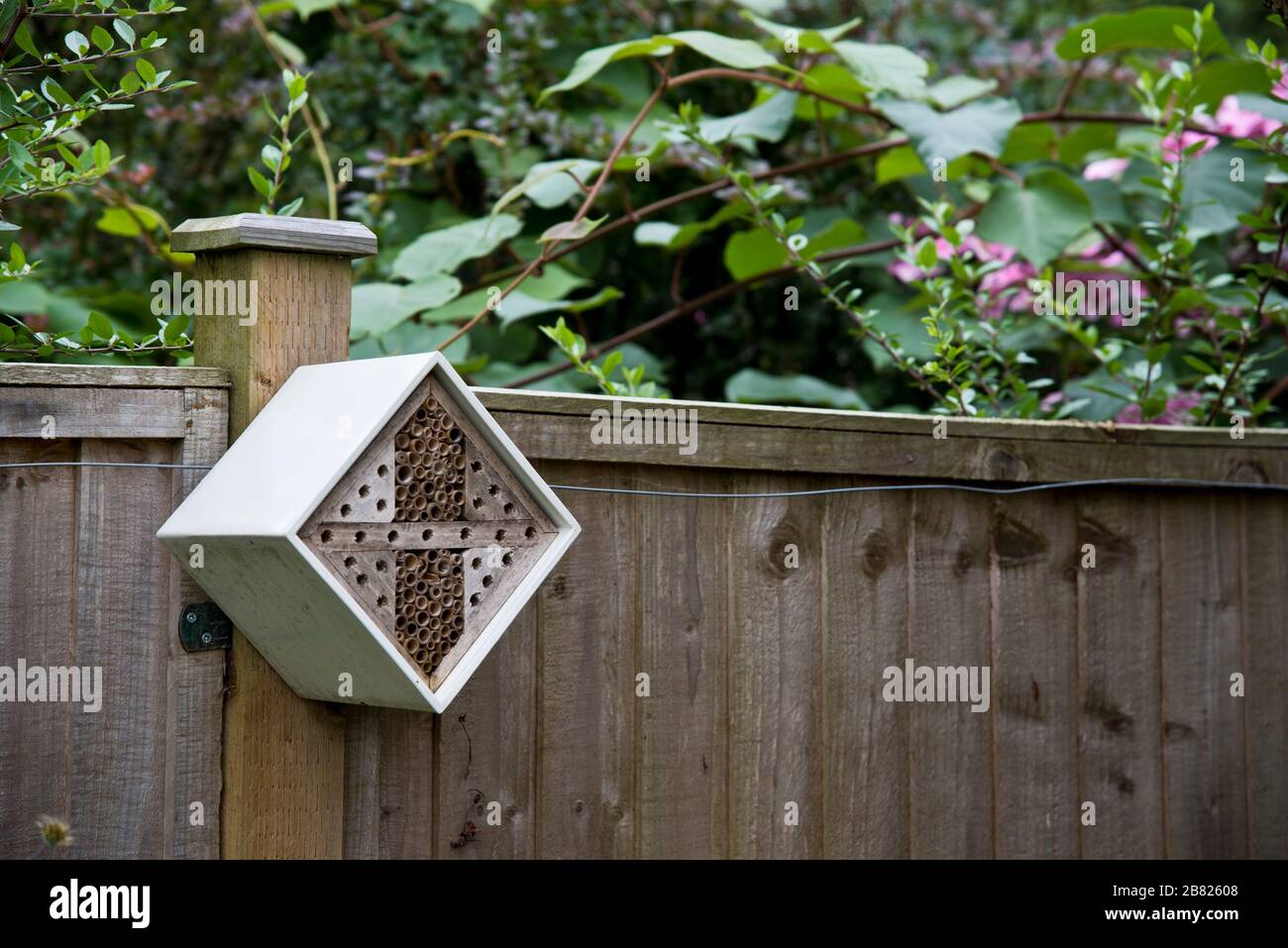 Overwintering insect hi-res stock photography and images - Alamy