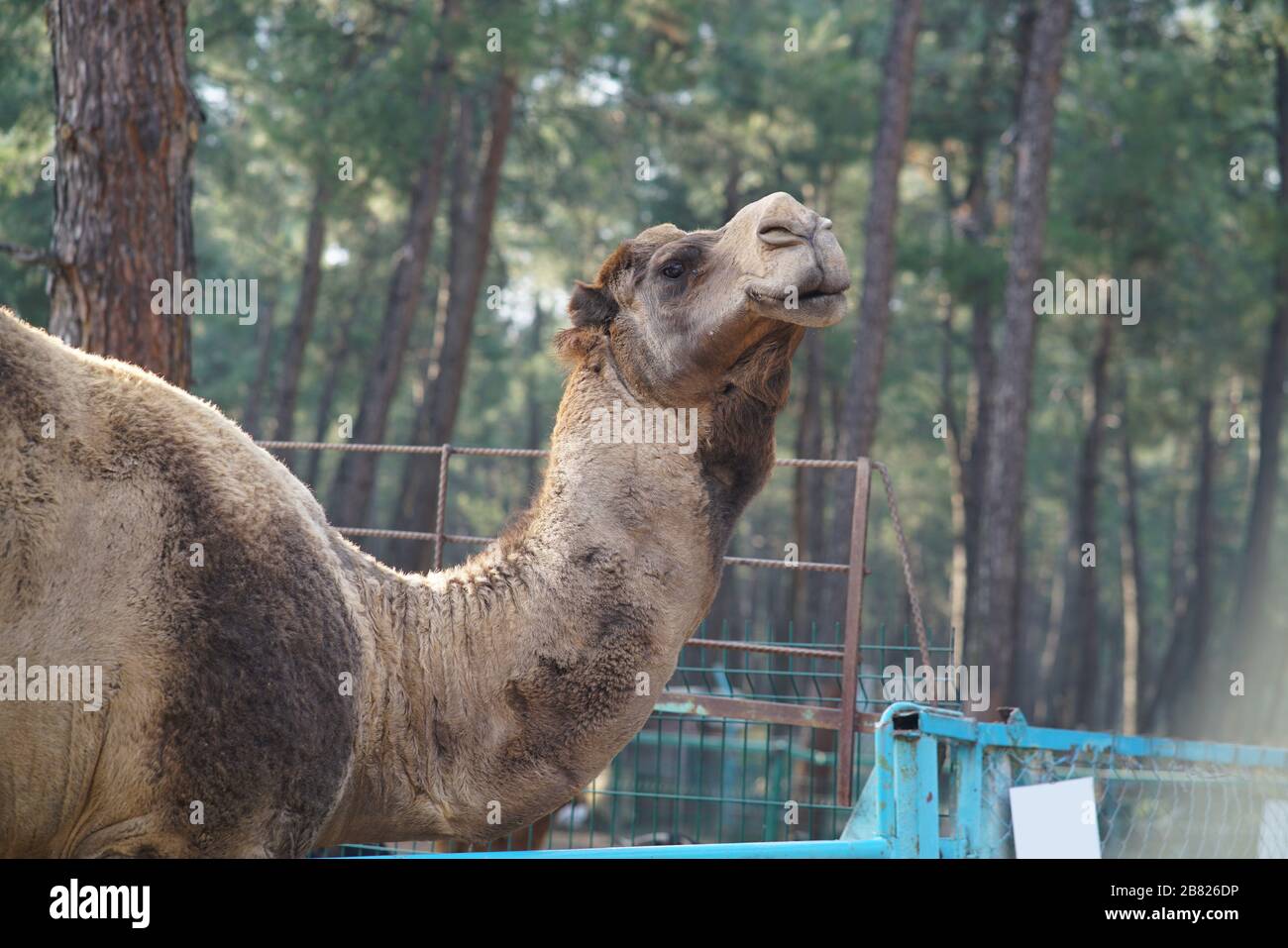 a national park with various animals Stock Photo - Alamy