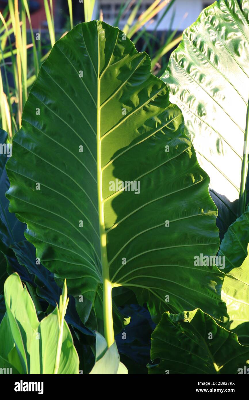 New leaf growth vivid greenery hi-res stock photography and images - Alamy