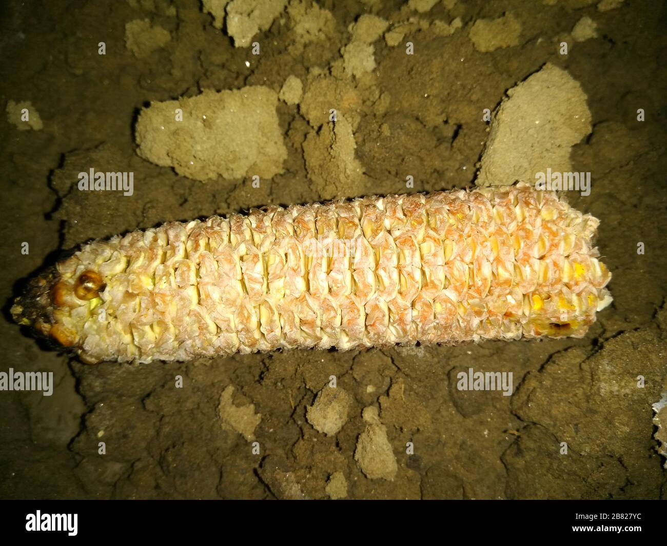 Corn vector hi-res stock photography and images - Alamy