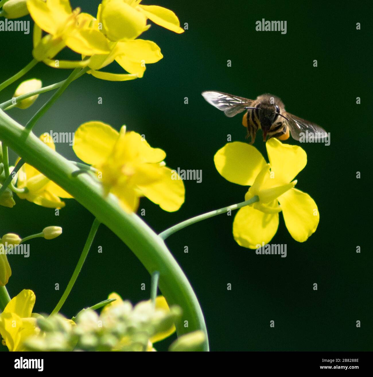 Ginestra hi-res stock photography and images - Alamy