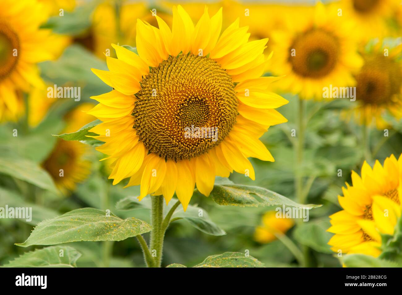 Sunflower stock image hi-res stock photography and images - Alamy