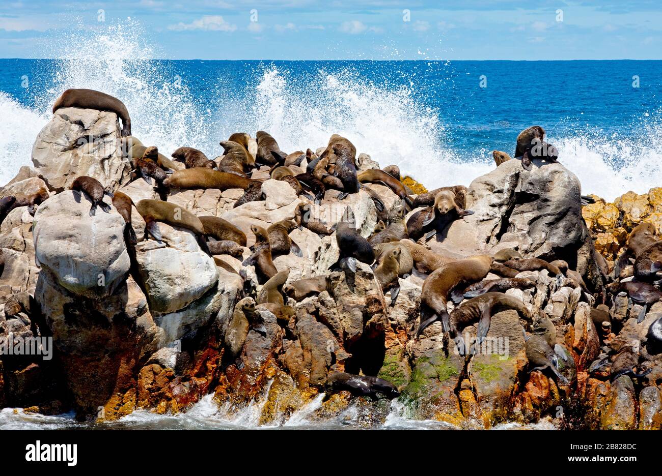 Thousands of seals on Dyer Island Reserve in front of South-Africa's ...