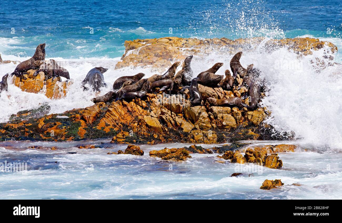 Thousands of seals on Dyer Island Reserve in front of South-Africa's ...